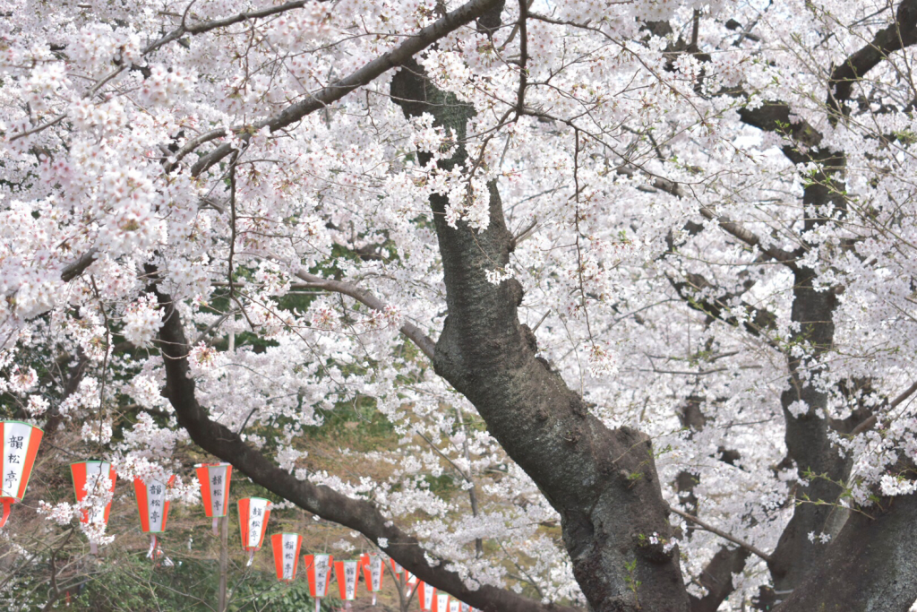 What to see in April besides cherry blossoms in Japan! - Japaholic English