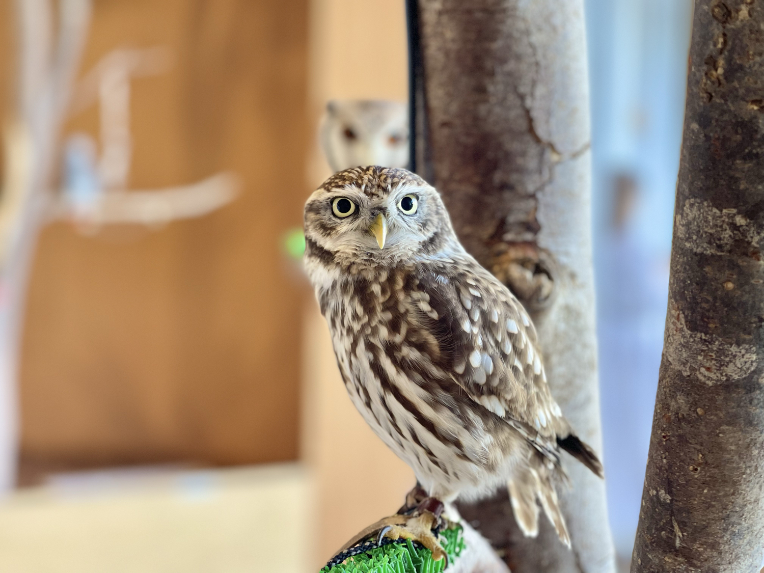 Why Are Japanese People Allowed to Keep Owls? - Japaholic English