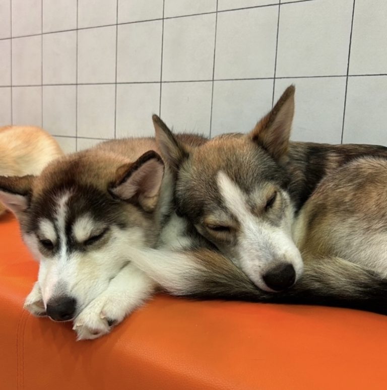 Let's Take a Peek at Japan's First Husky Animal Cafe! - Japaholic English