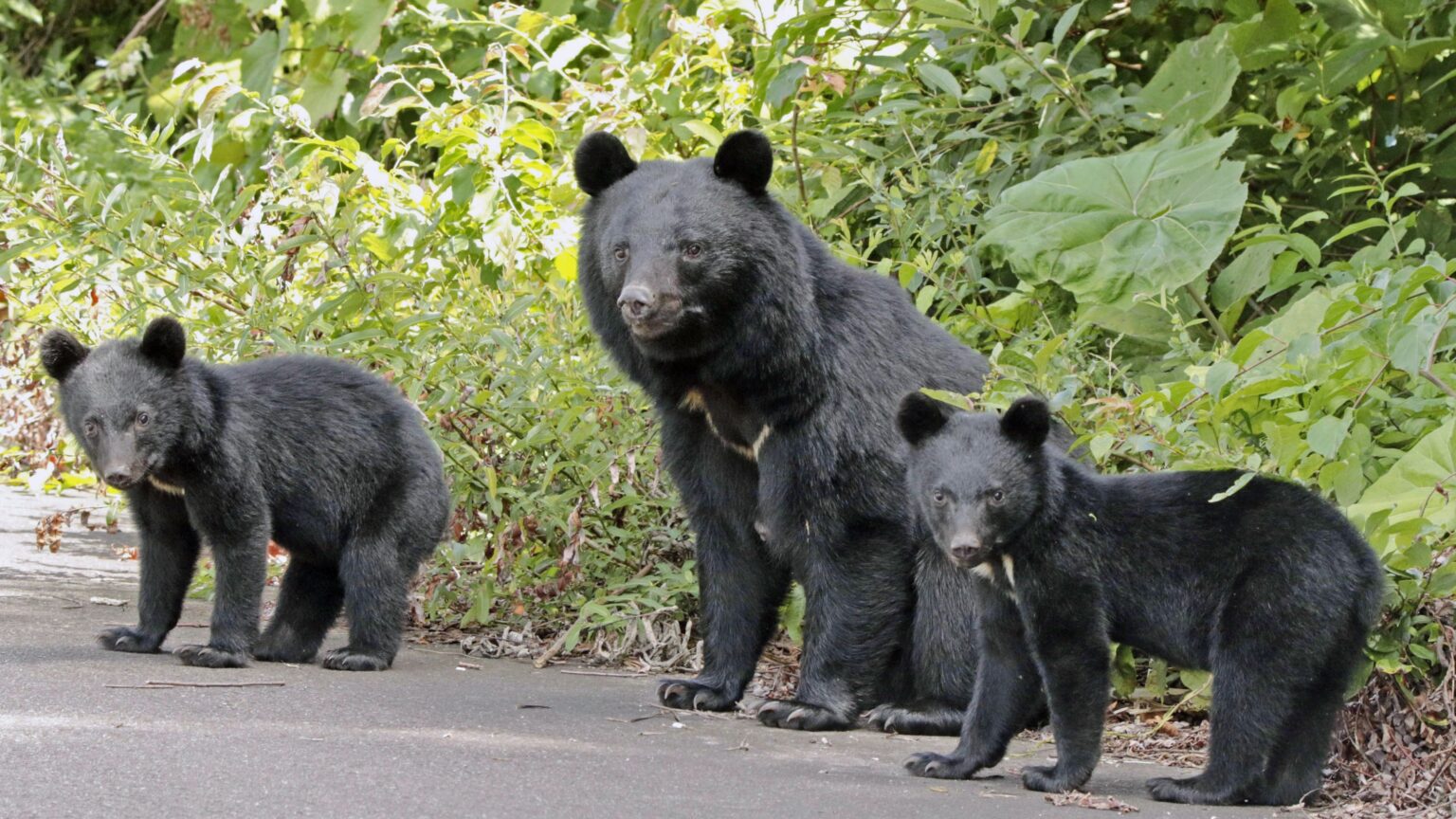 How to Stay Safe from Bears While Hiking in Japan: Essential Tips for ...