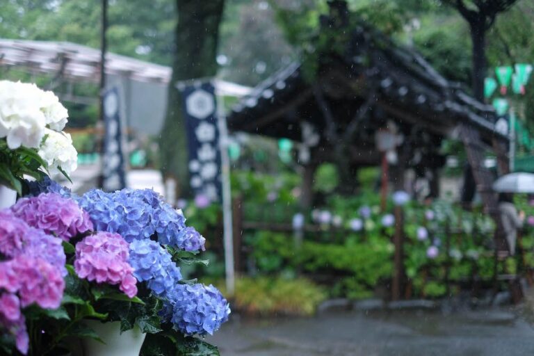 Hakusan Shrine: A popular spot to enjoy hydrangeas in Tokyo - Japaholic ...