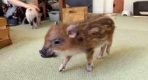 Hang out with mini pigs in Tokyo!? - Japaholic English