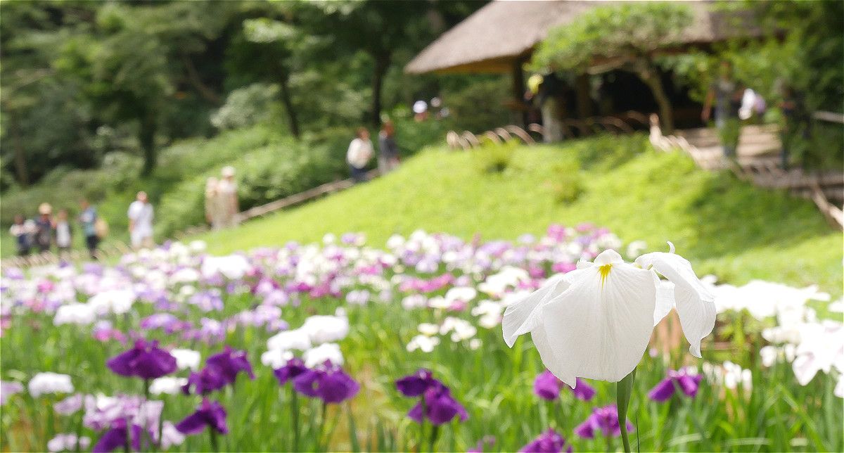 Hidden paradise within the famous Meiji Jingu Shrine in Tokyo ...