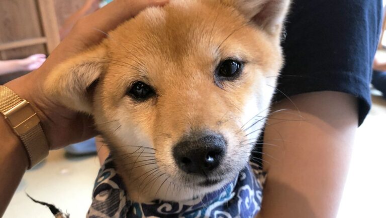 Dog lover's delight: Mame Shiba Cafe in Harajuku, Tokyo - Japaholic English
